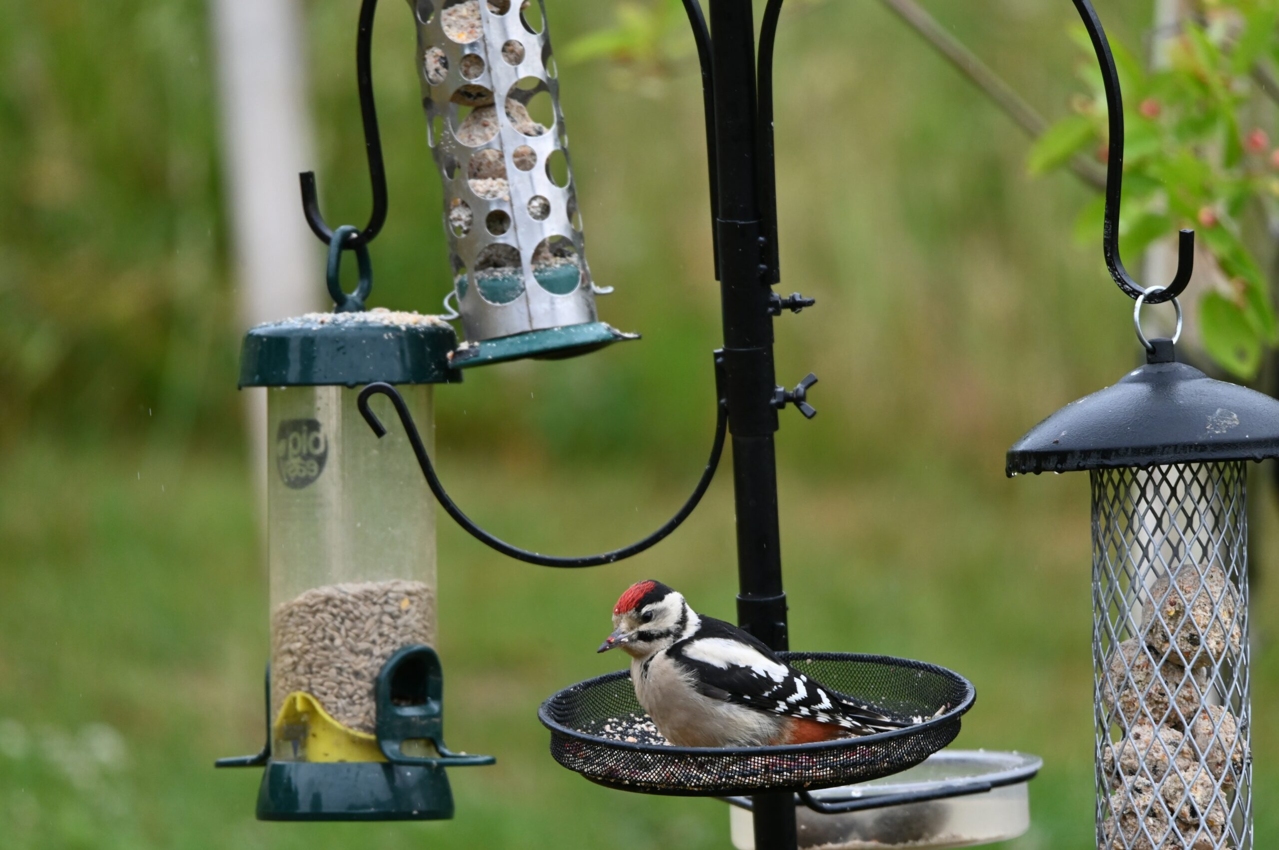 Installing A Platform Bird Feeder With Pole For All Types Of Birds