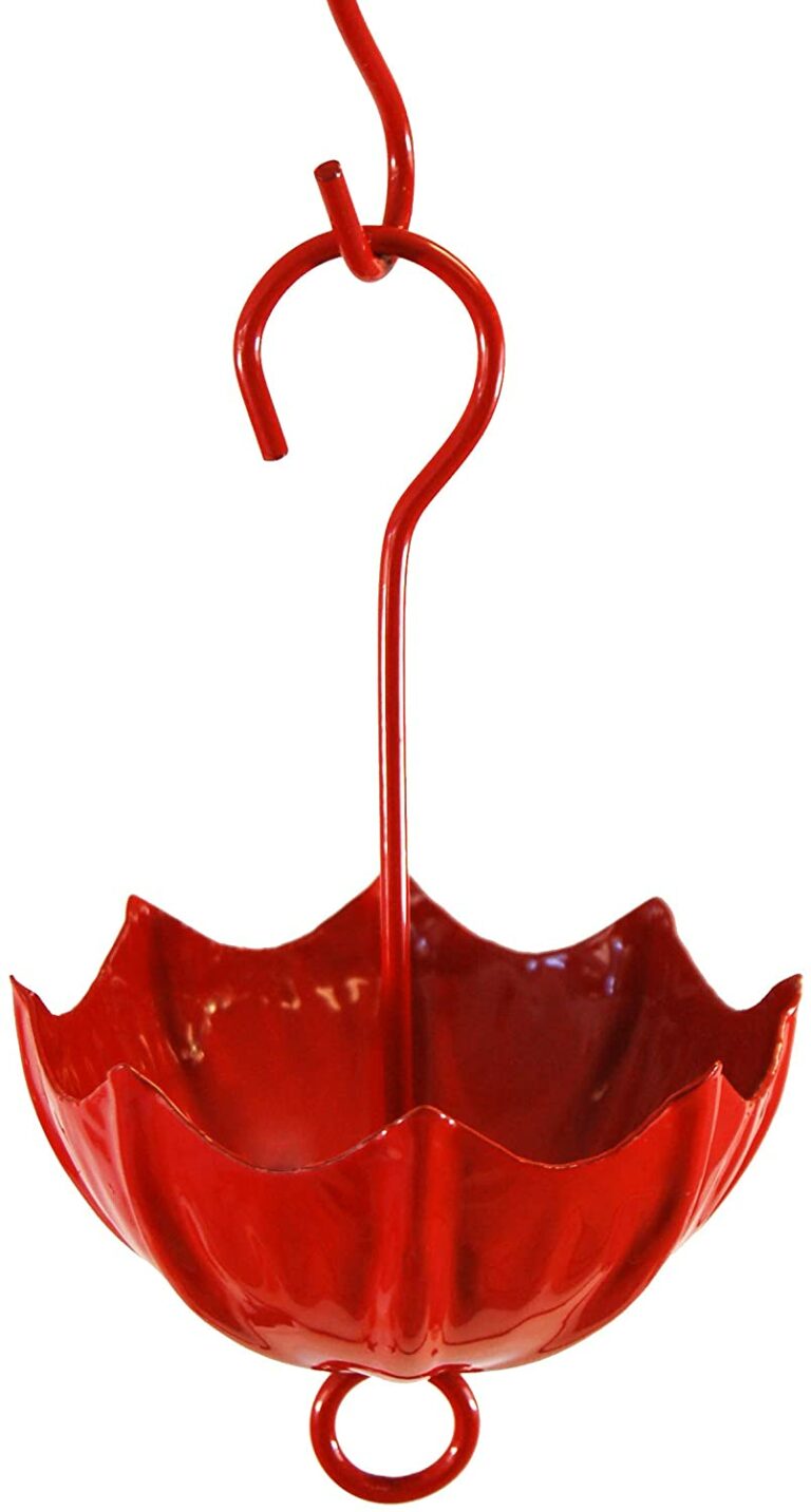 Ever Heard Of An Ant Moat For Hummingbird Feeder? Here Is Why You Need One