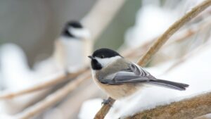 How to ID Common Backyard Birds in Minnesota