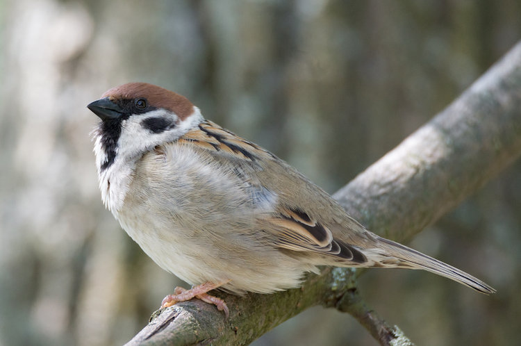 How to ID Common Backyard Birds in Minnesota